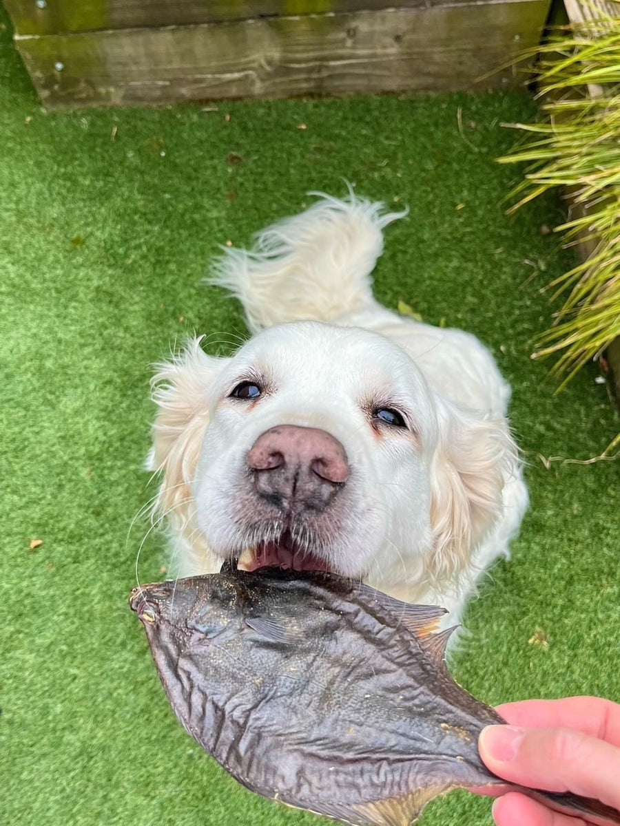 Premium Dried Flounder Fish – Bully Boutique’s Natural Treats