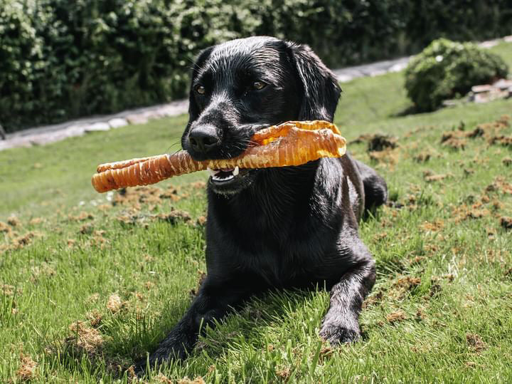 Premium Buffalo Trachea – Bully Boutique’s Natural Treats