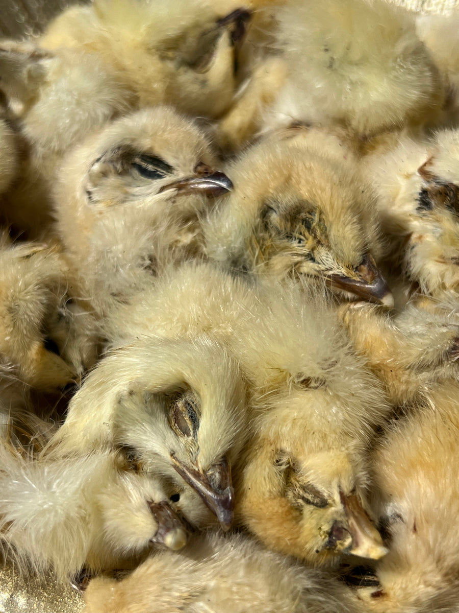 Premium Dehydrated Baby Chicken Heads – Bully Boutique’s Natural Treats