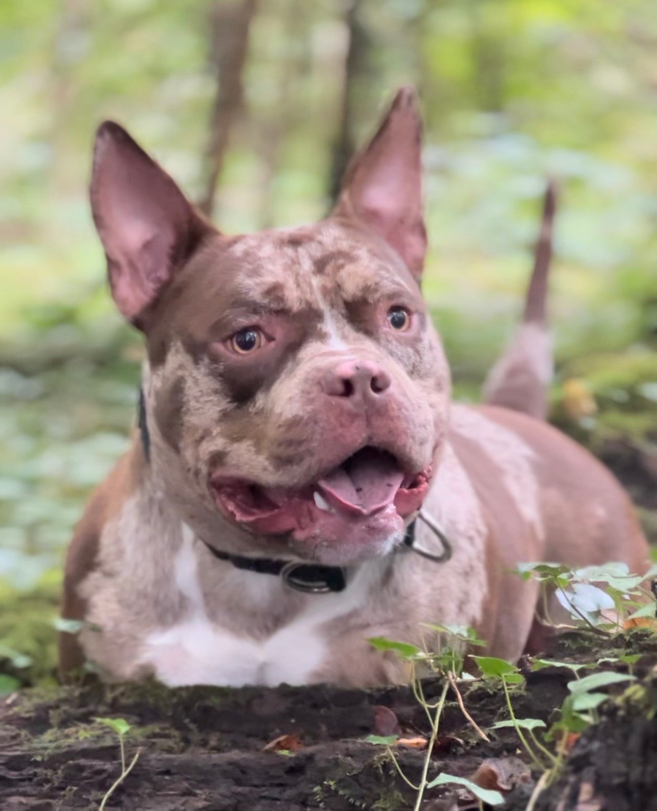 BullyBoutique's Natural Luxury Treats and supplies – Bully Boutique’s Natural Treats